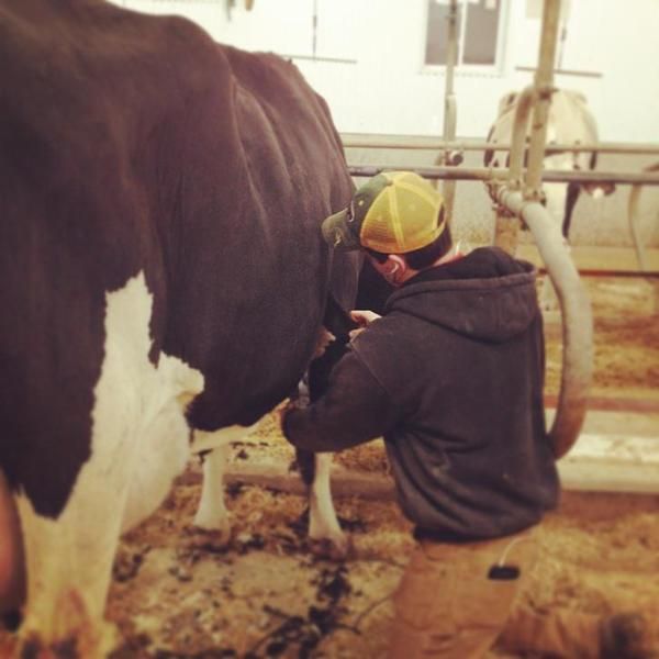 Strathroy dairy farmer tweeting a farm photo every day | Windsor Star
