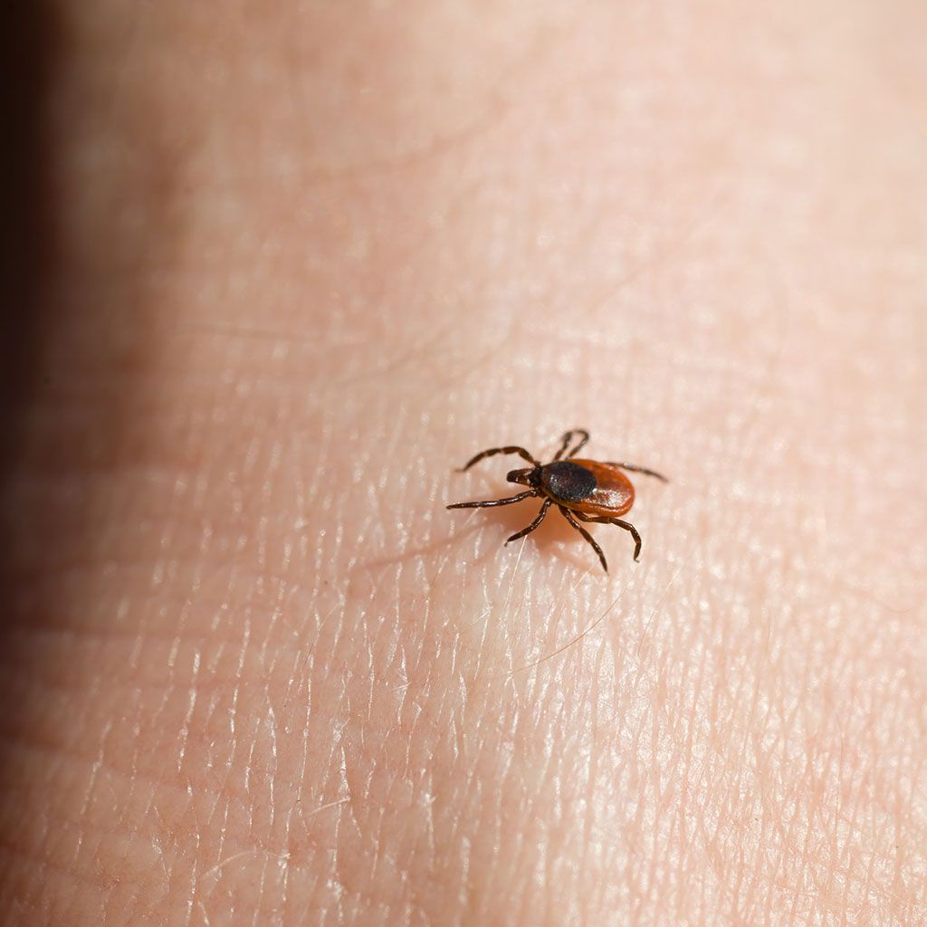 Tick trouble: Expect to see more ticks, says York University expert ...