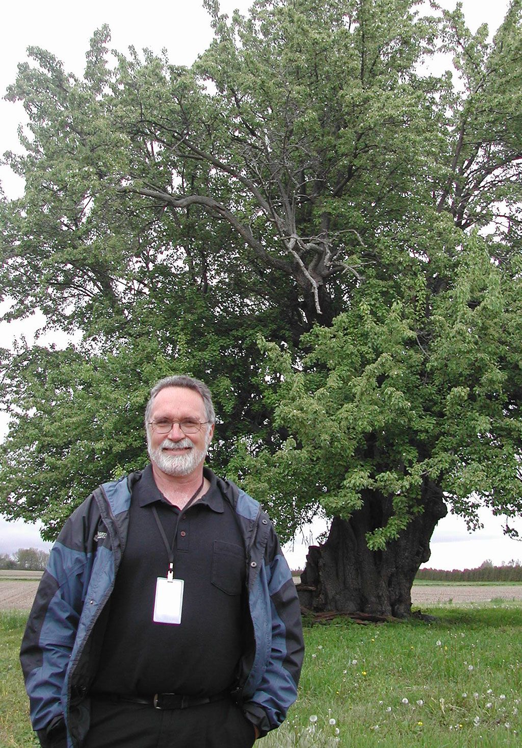 Did you plant a Jesuit pear tree about a decade ago? | Windsor Star