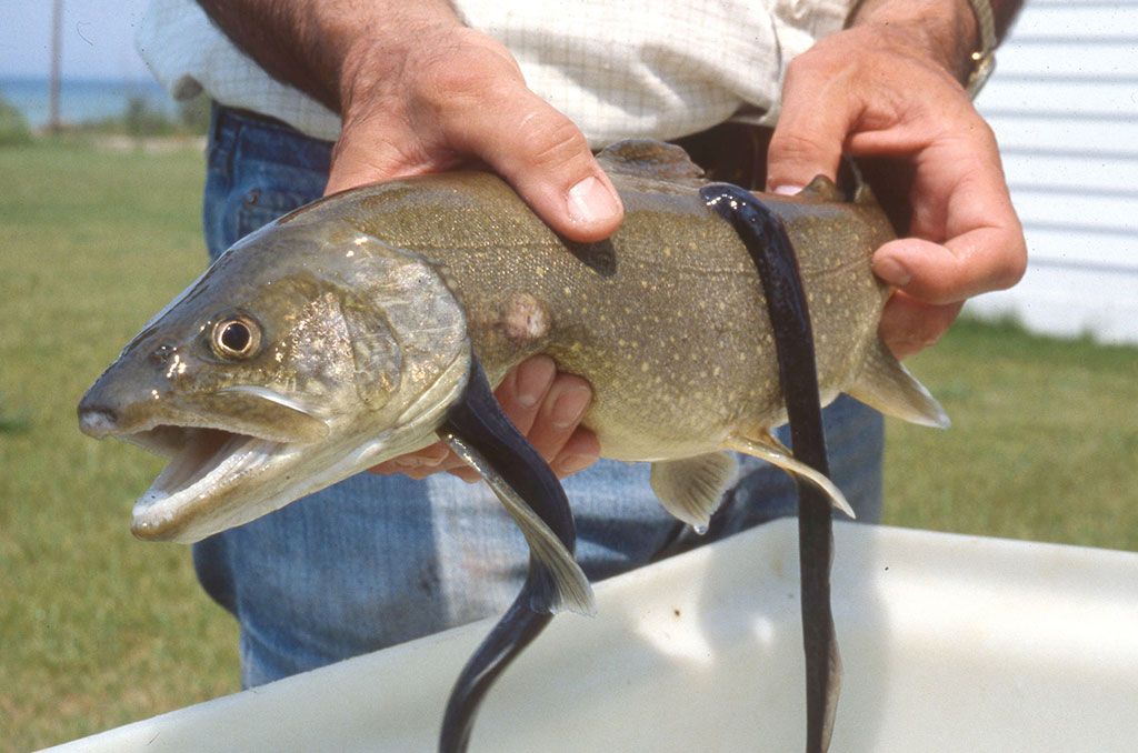 Wildlife crews hunt for invasive bloodsuckers in the Detroit River ...