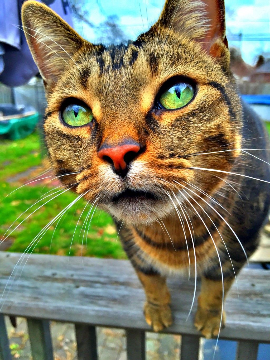 Woofa-Roo Photo Submissions – Volume 47 | Windsor Star