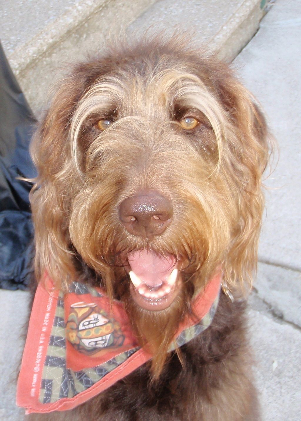 Woofa-Roo Photo Submissions – Volume 37 | Toronto Sun