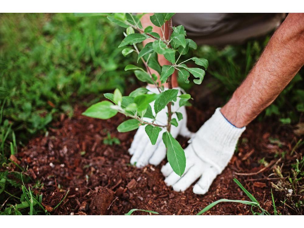 ERCA to host tree planting seminar | Windsor Star