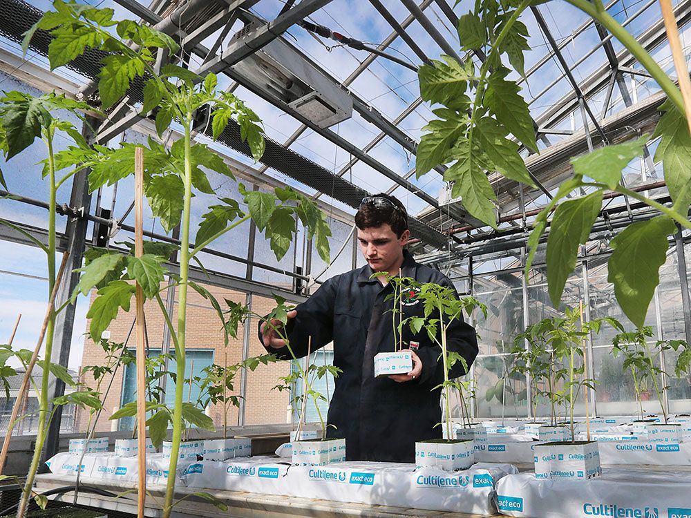 Catholic board to introduce academy model at Cardinal Carter | Windsor Star