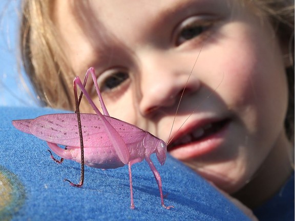 Pink katydid defies 'kiss of death' | Windsor Star