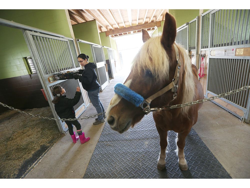 Windsor-Essex Therapeutic Riding Association gets Trillium grant ...