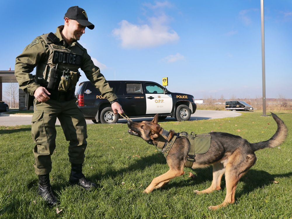Essex County OPP unleashes its newest canine crime-fighting team ...