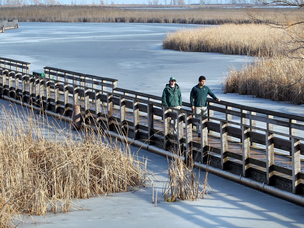Point Pelee expects jump in attendance in 2017, when entry will be free ...