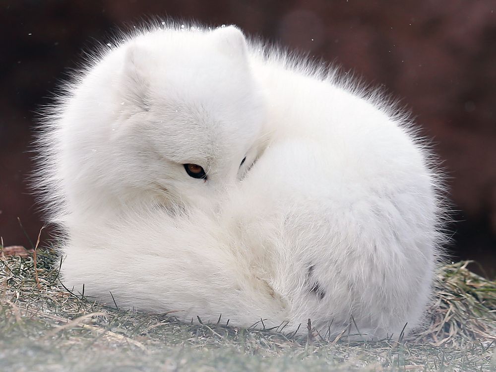 Winter promoted as great time to visit Detroit Zoo | Windsor Star