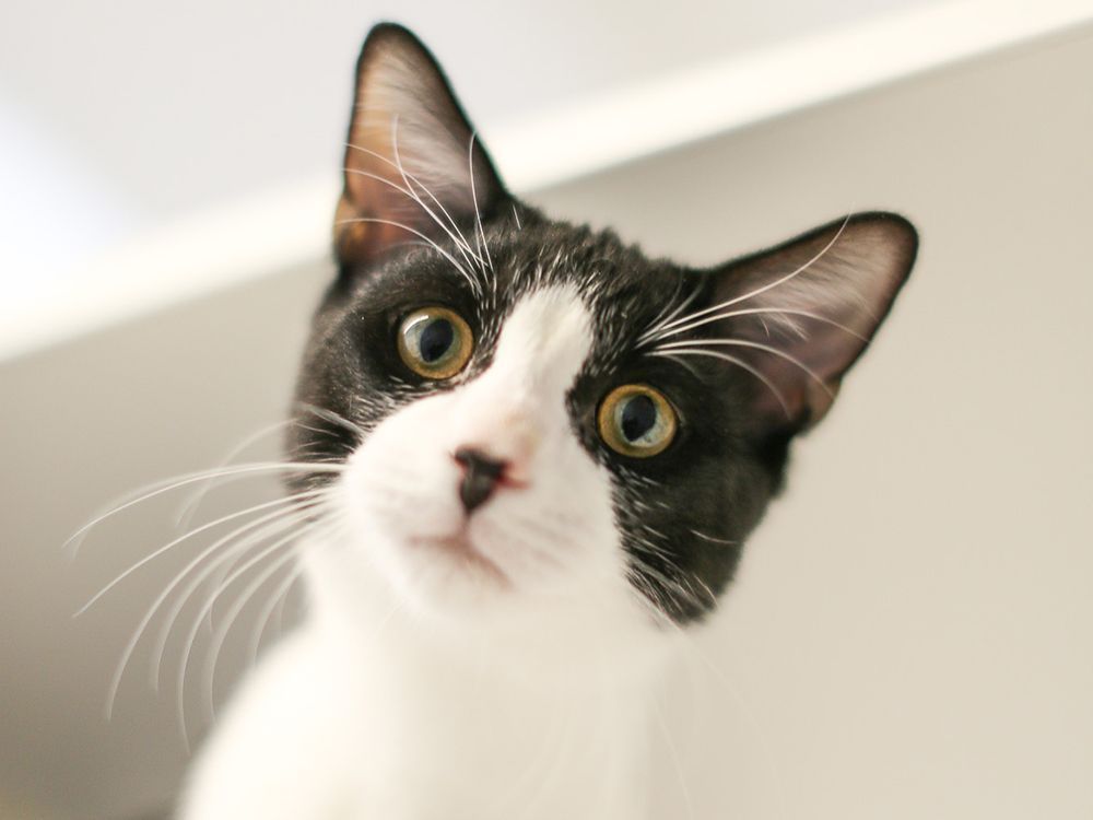 Windsor Star Pet of the Week: Grayson the Cat | Windsor Star