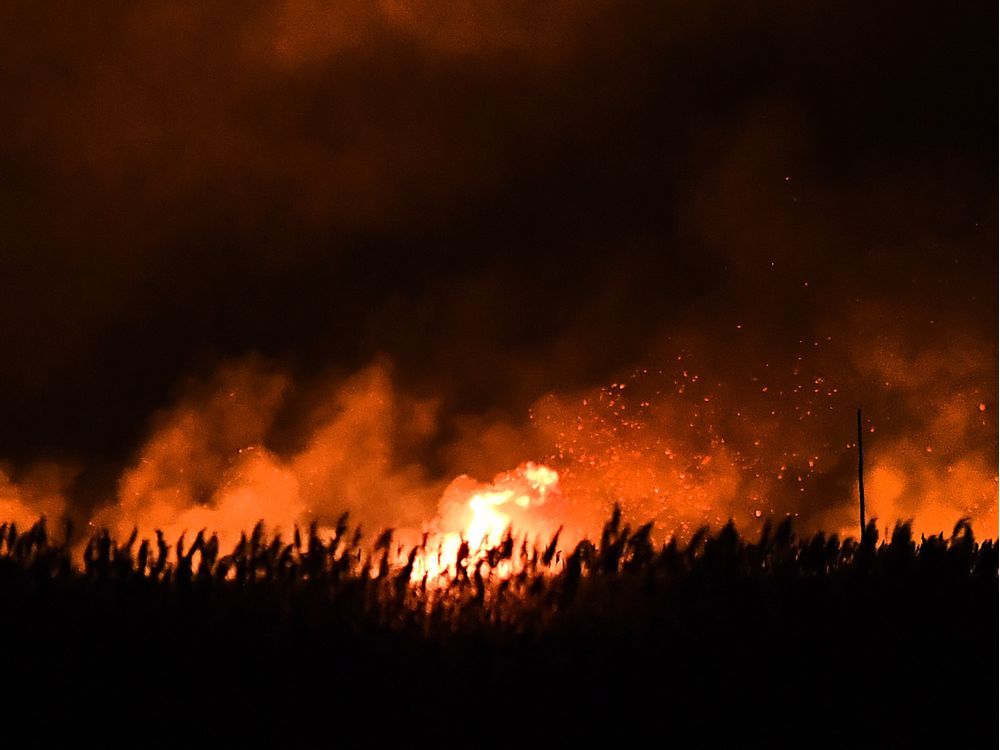Officials investigate cause of massive Point Pelee marsh fire | Windsor ...