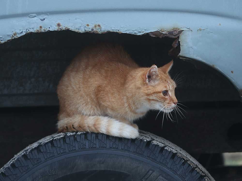 City of Windsor renews spay and neuter voucher program for local cats ...