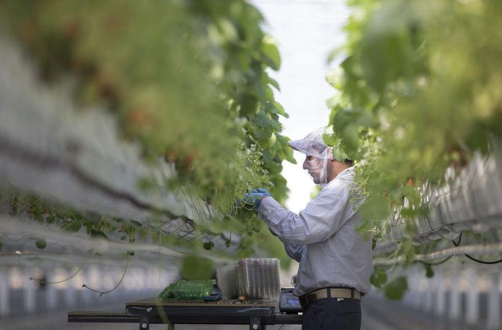 'It's a great time for Mucci Farms,' as firm announces major purchase ...