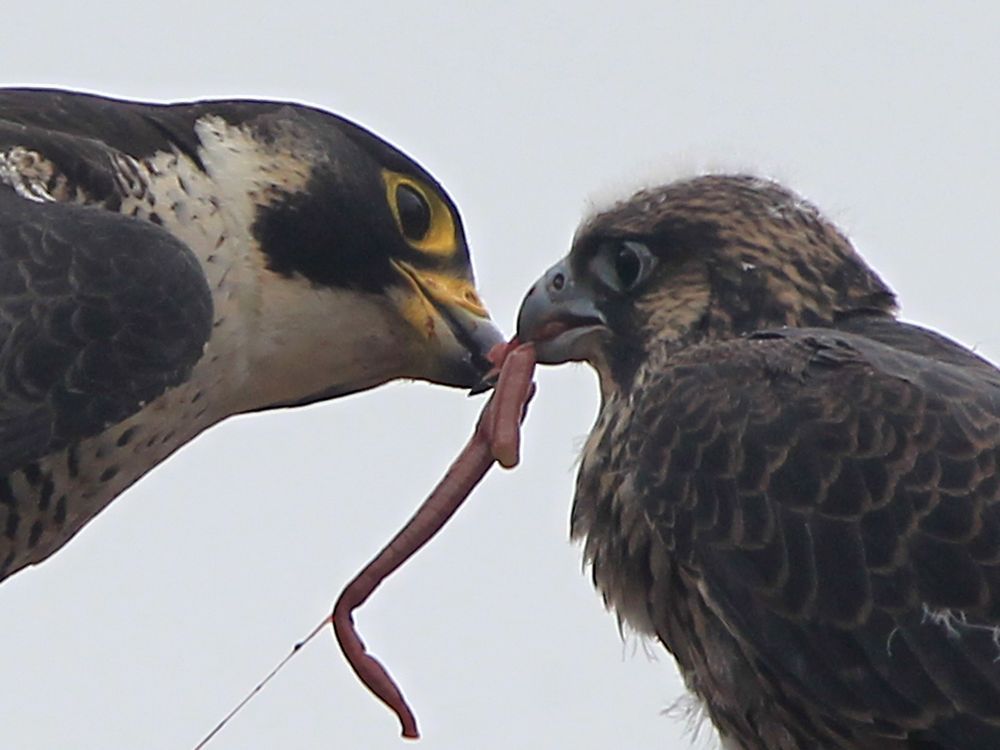 Too soon to de-list the once-endangered peregrine falcon? | Windsor Star