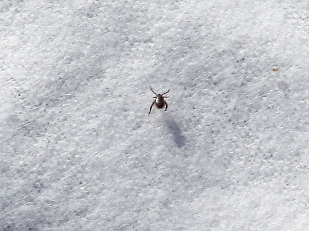 Tick surveillance | Windsor Star