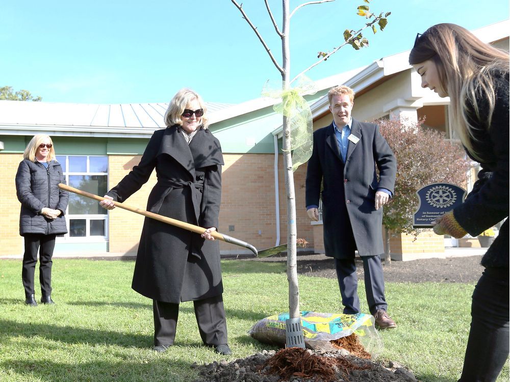 Photos: Rotary tree planting marks anniversary | Windsor Star