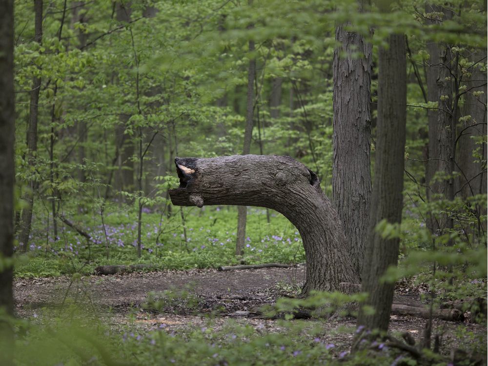 Investigation launched after Indigenous signal tree vandalized ...