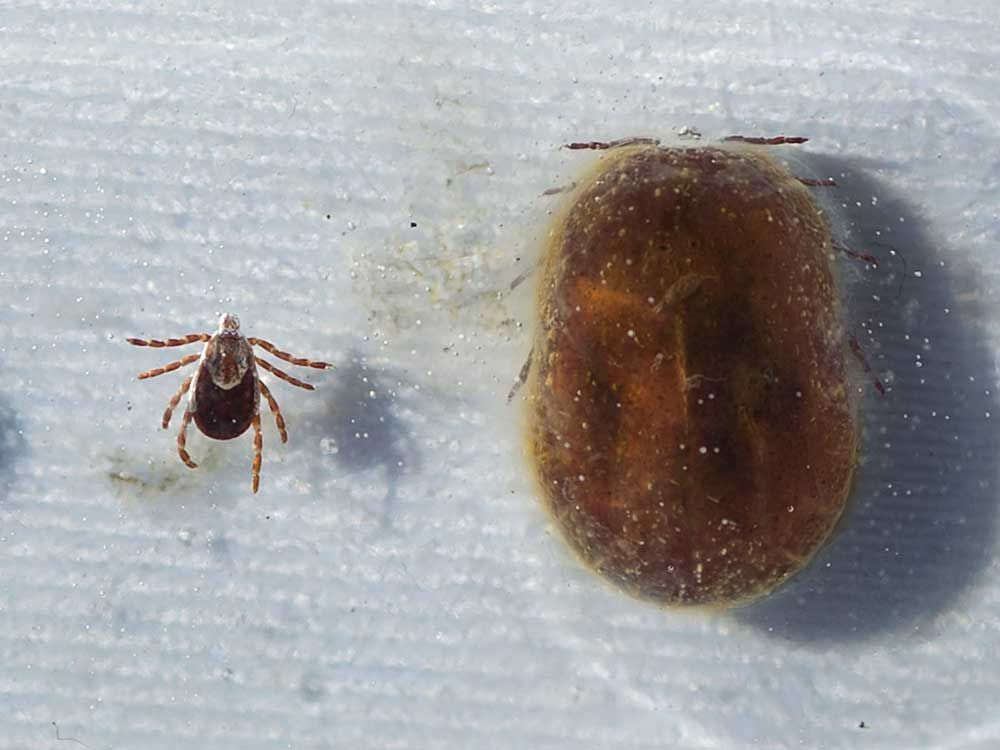 Windsor-Essex health unit searches for ticks, warns of Lyme disease ...