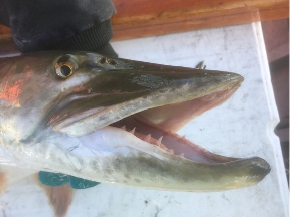 International study shows muskies on the move | Windsor Star