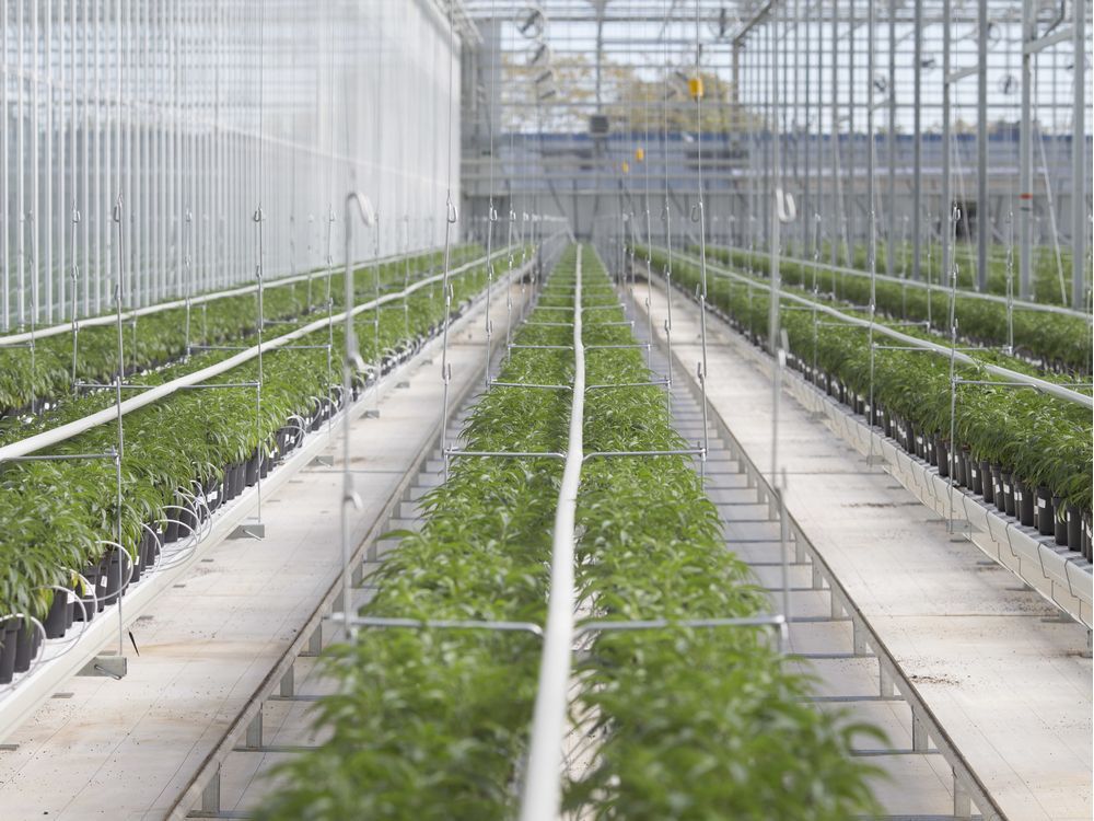 'This is gold' — Aphria Inc. starts rolling out cannabis vape products ...