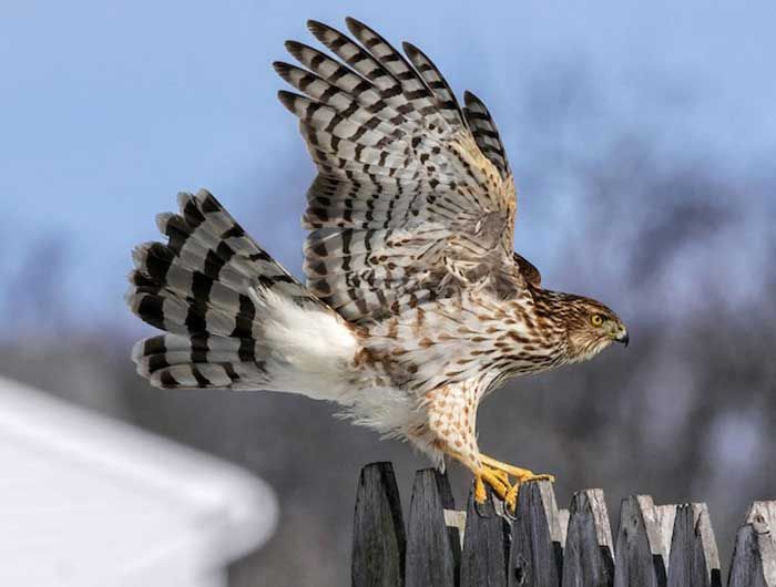 OPP seek witnesses after protected hawk killed in Tecumseh | Windsor Star