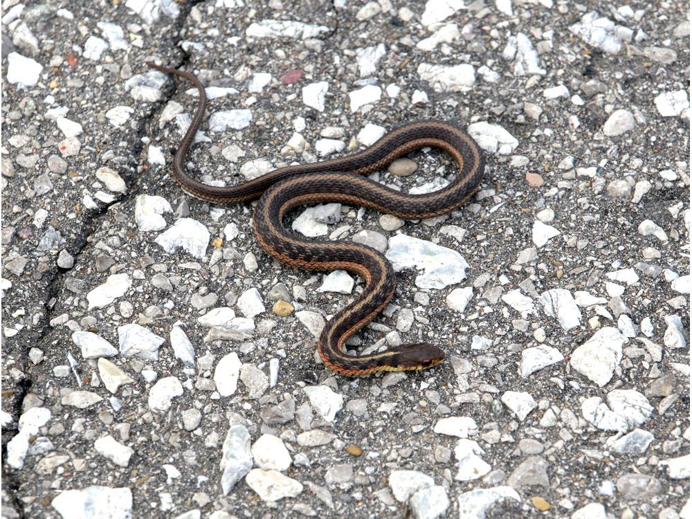 Photos: Snake plucked from site of prescribed burn, then returned ...