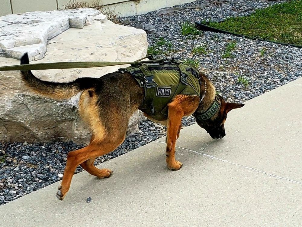 OPP K-9 tracks down Lakeshore break-in suspect | Windsor Star
