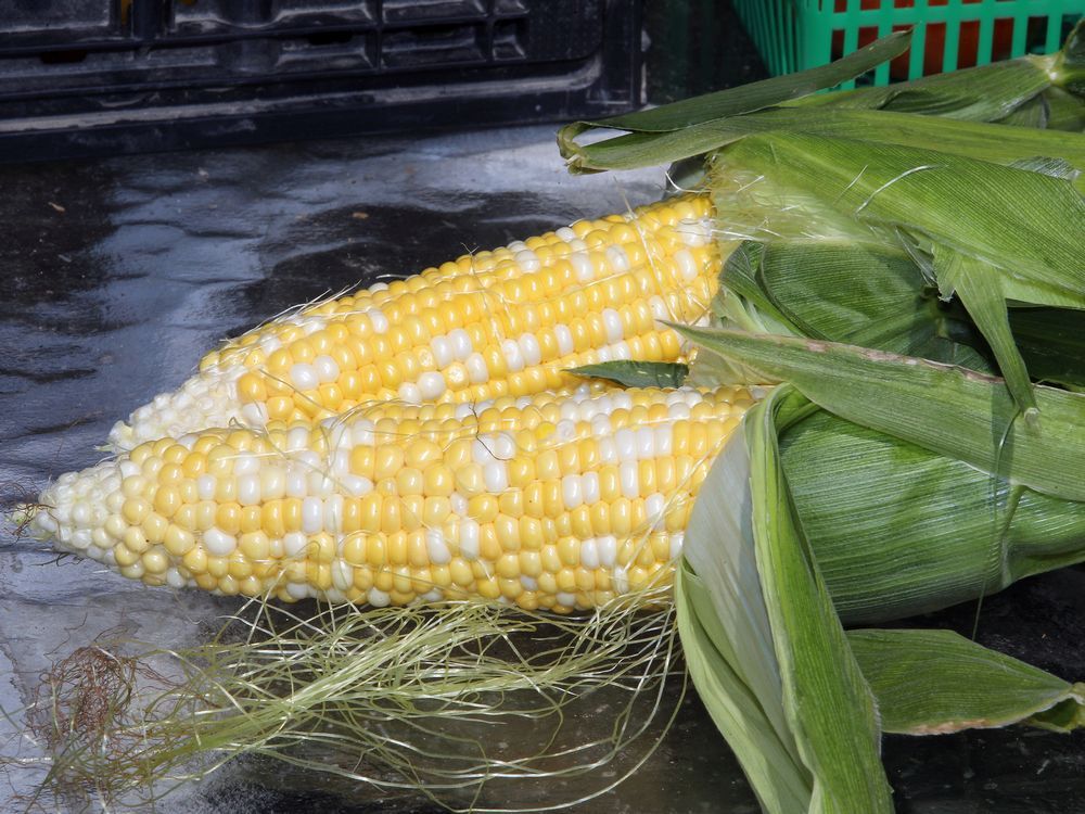 Photos: Annual summer sweet corn season is here | Windsor Star