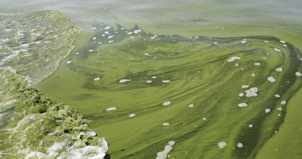 Algae bloom advisory for Lake St. Clair issued by health unit | Windsor ...