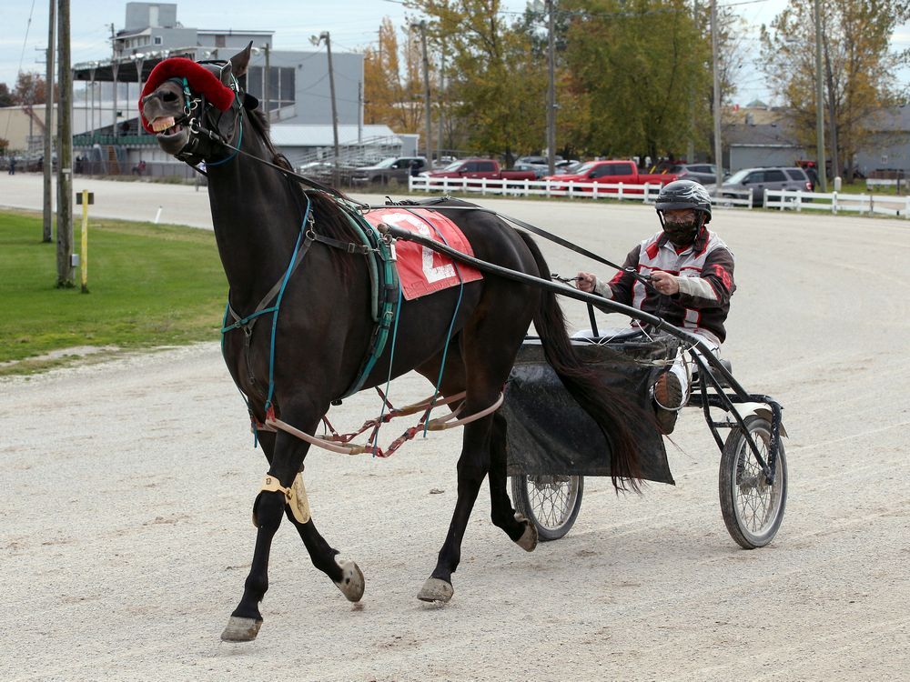 Photos: A day at the races in Leamington | Windsor Star