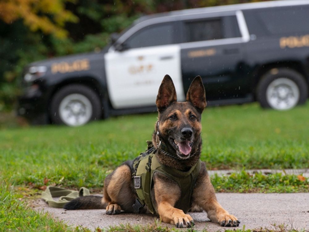 OPP K9 Maximus celebrates 100 captures | Windsor Star