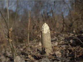 Busy beavers celebrate Windsor return by mowing down trees | Windsor Star