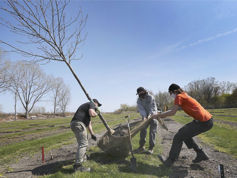 City workers prepping for extensive tree planting | Windsor Star