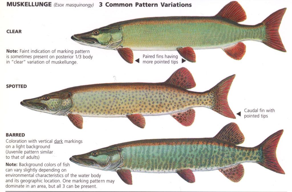 When muskies attack! Windsor swimmer shares toothy fish story | Windsor ...