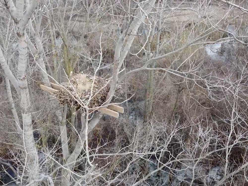 New eagle nesting platform built in Little River Corridor | Windsor Star