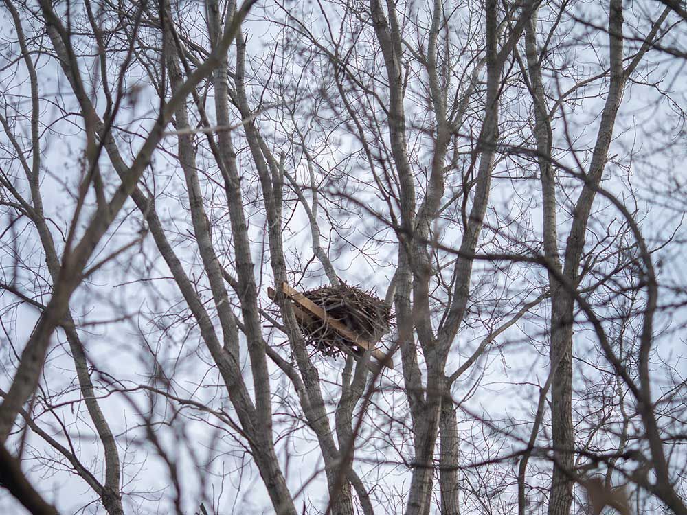 New eagle nesting platform built in Little River Corridor | Windsor Star