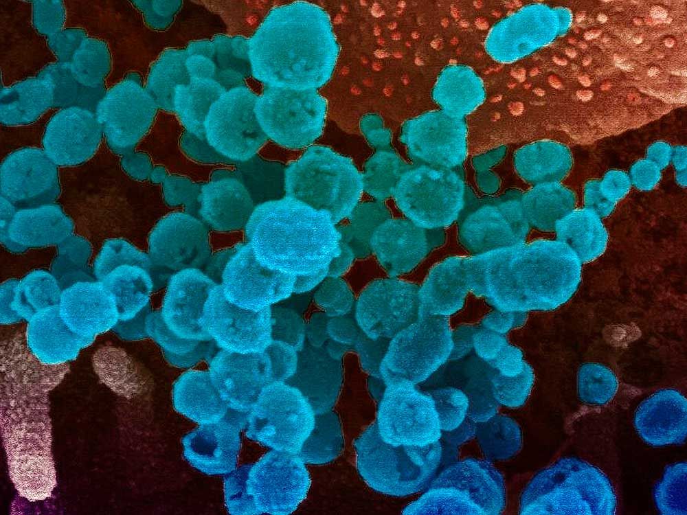 Bump in COVID-19 hospitalizations in Windsor-Essex | Windsor Star