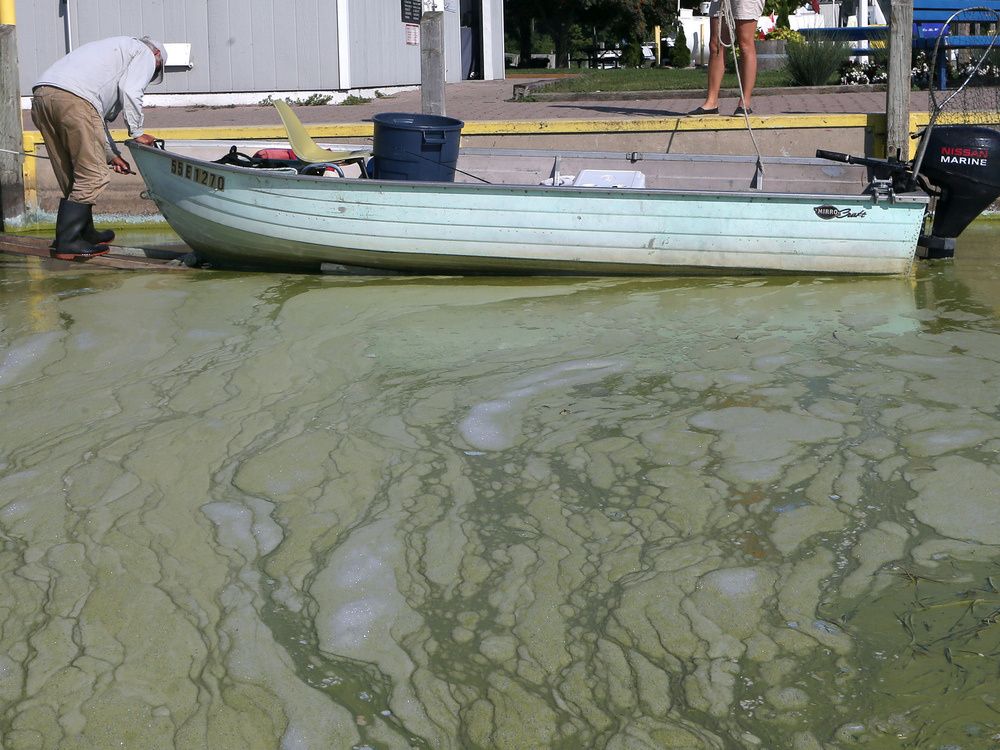Health unit warns of blue-green algae on Ruscom River | Windsor Star
