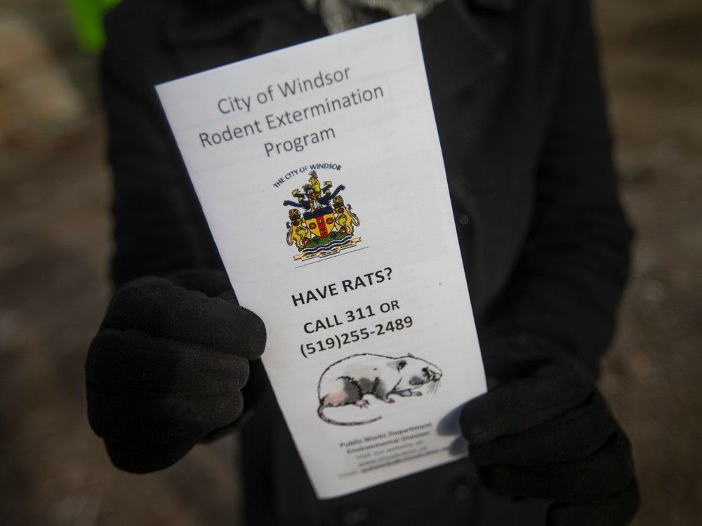 Rats! City's rodent extermination requests drop dramatically in 2022 ...