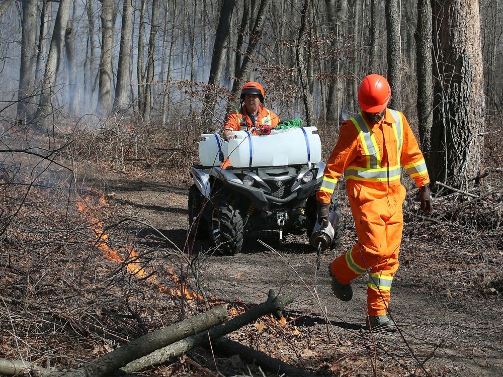 Prescribed burns help preserve tall grasses at Ojibway Prairie Complex ...