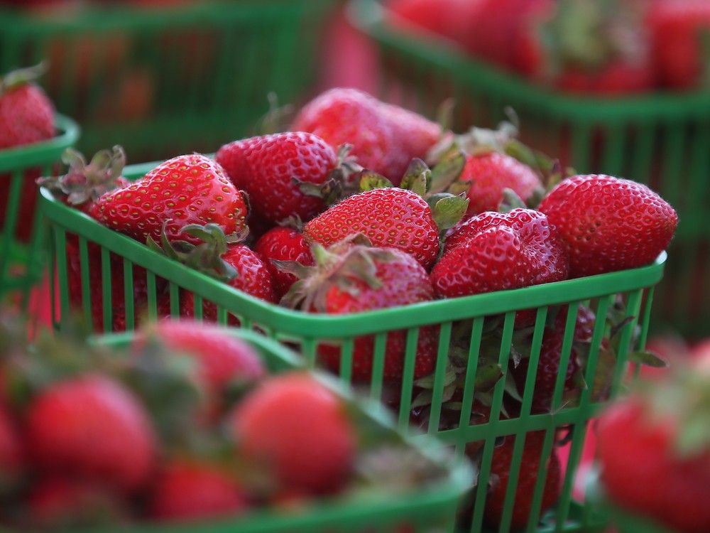 Volunteers need to prep strawberries for LaSalle festival | Windsor Star