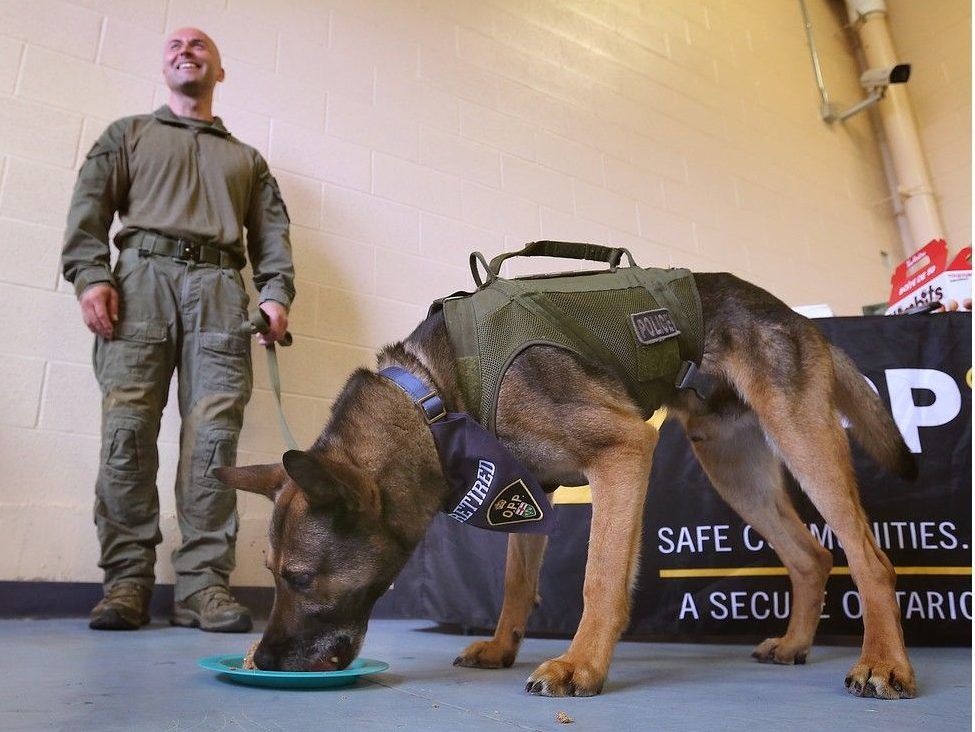 Retiring Maximus tracked more suspects than any other OPP police dog ...