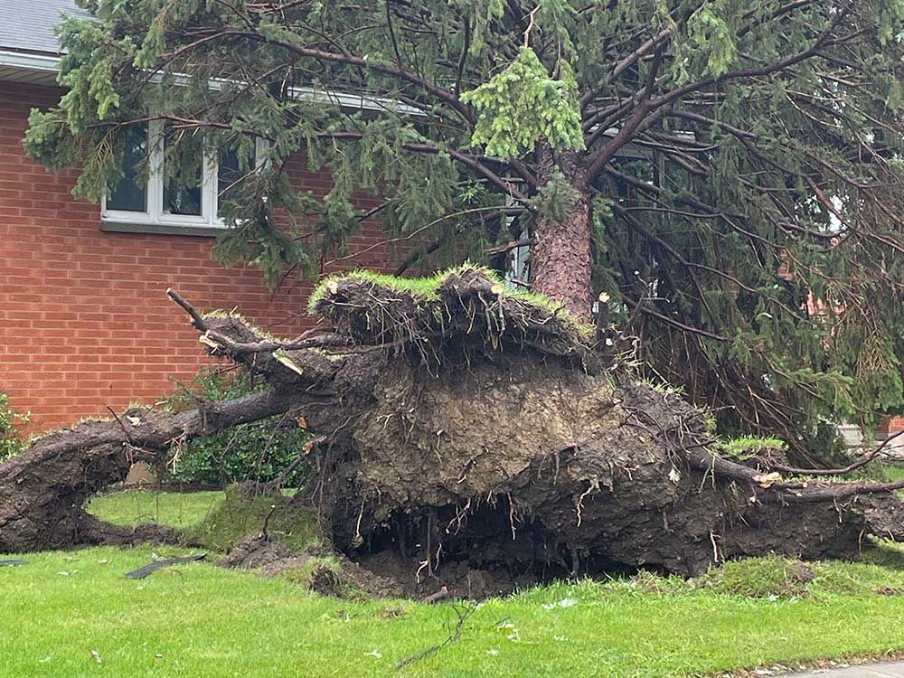 Evidence points to tornado in Blenheim, downburst in Harrow | Windsor Star