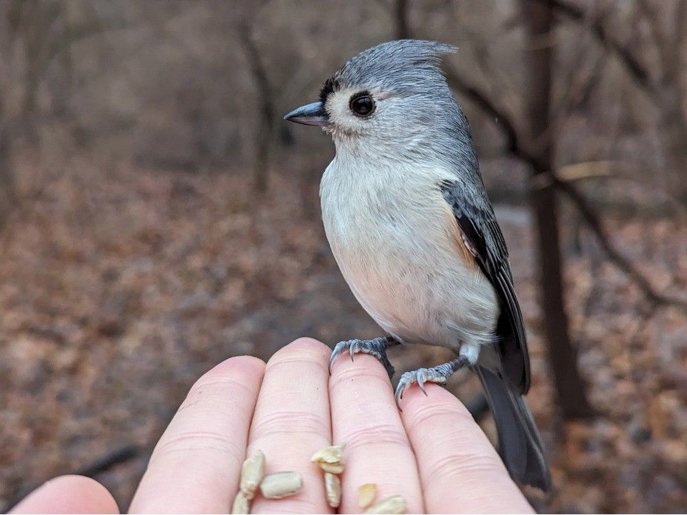 Rarities seen, records reached during annual Christmas bird counts ...