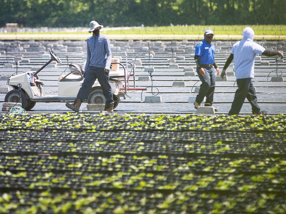 As migrant workers return, calls for improved farm, living conditions ...