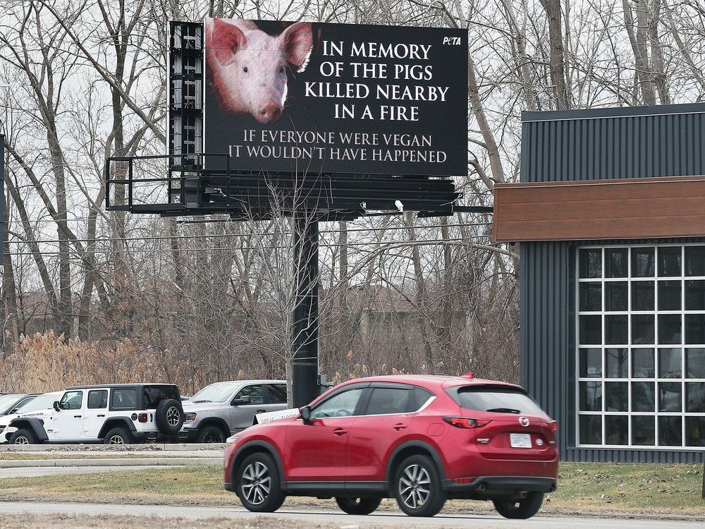 PETA billboard honours pigs killed in Southwestern Ontario truck fire ...
