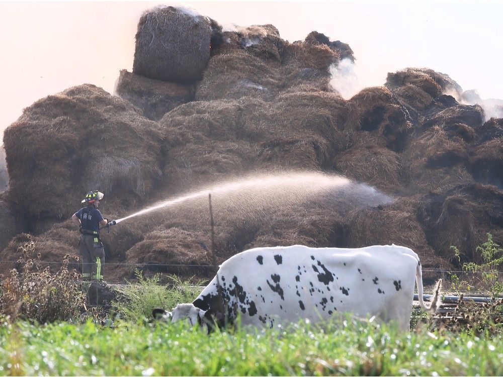 Crews tackle large hay bale fire in Tecumseh | Windsor Star