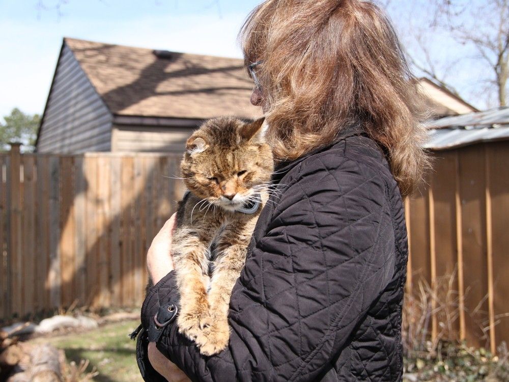 'Unbelievable' — Windsor cat Julio returns home after 7-year adventure ...
