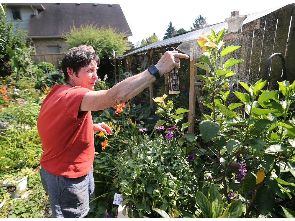 Infested — Invasive beetles eating their way through Windsor-Essex ...