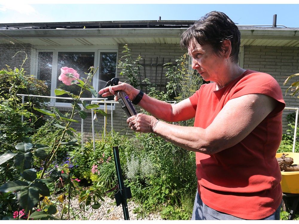 Infested — Invasive beetles eating their way through Windsor-Essex ...